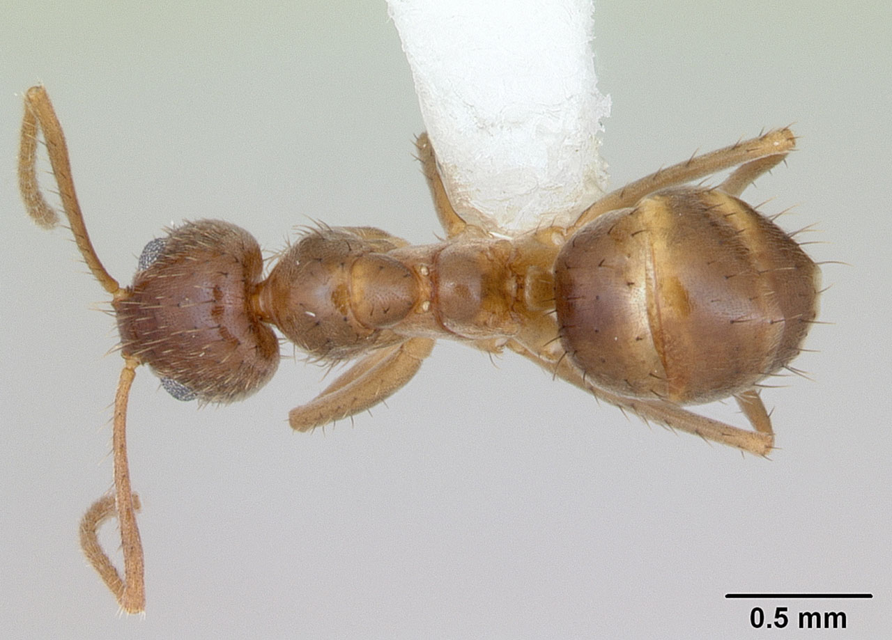 Crazy Ant | Catseye Pest Control