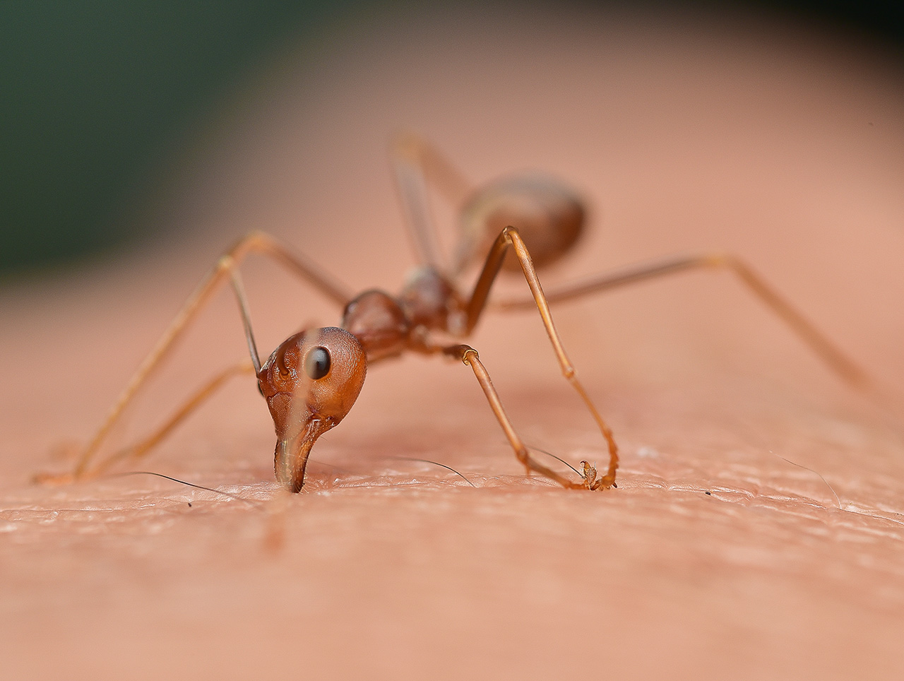 Crazy Ant | Catseye Pest Control