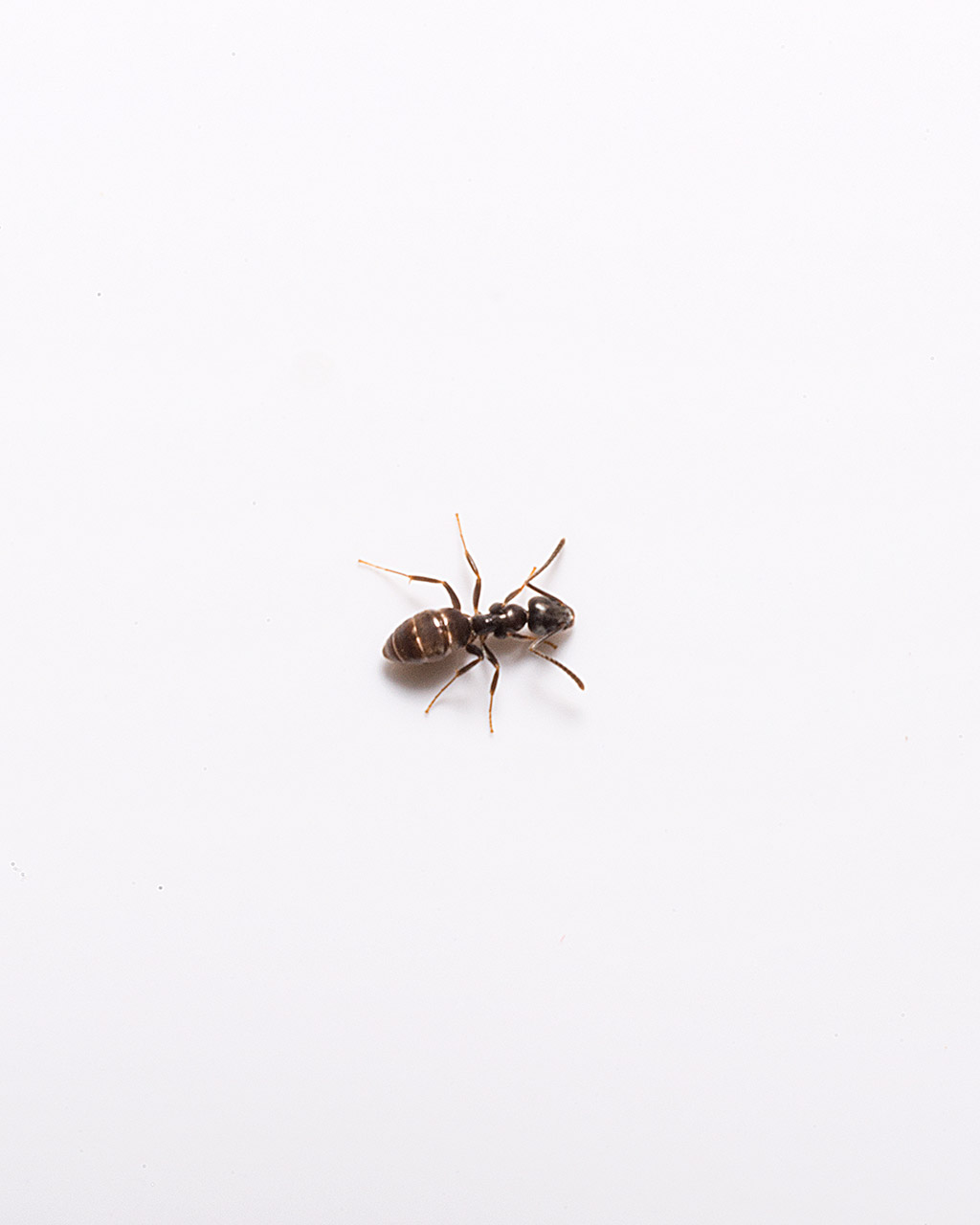 Odorous House Ant | Catseye Pest Control
