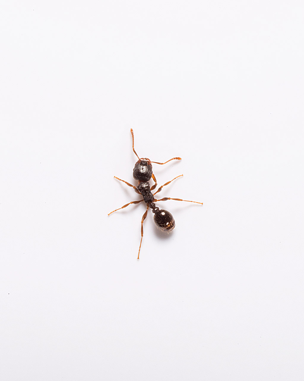 Pavement Ant | Catseye Pest Control