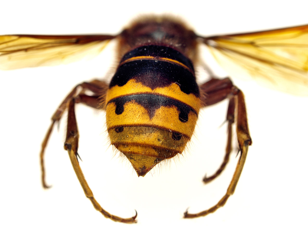 European Hornet | Catseye Pest Control
