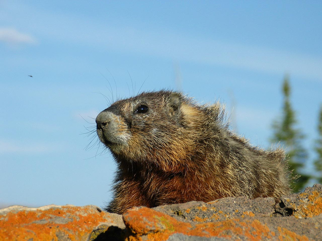 Marmots | Catseye Pest Control