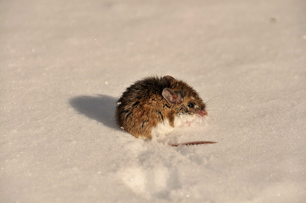 White-Footed Mouse | Catseye Pest Control